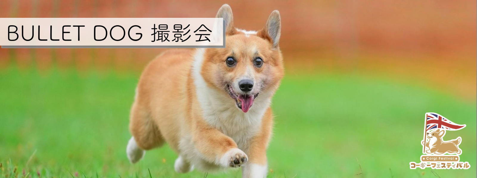 BULLET DOG撮影会 | コーギーフェスティバル公式サイト